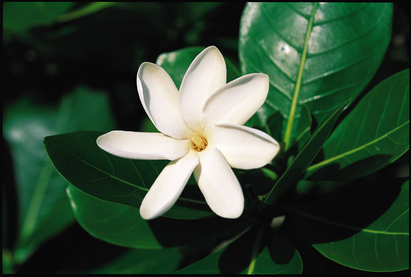 PB-26 - Moorea Maori Tours